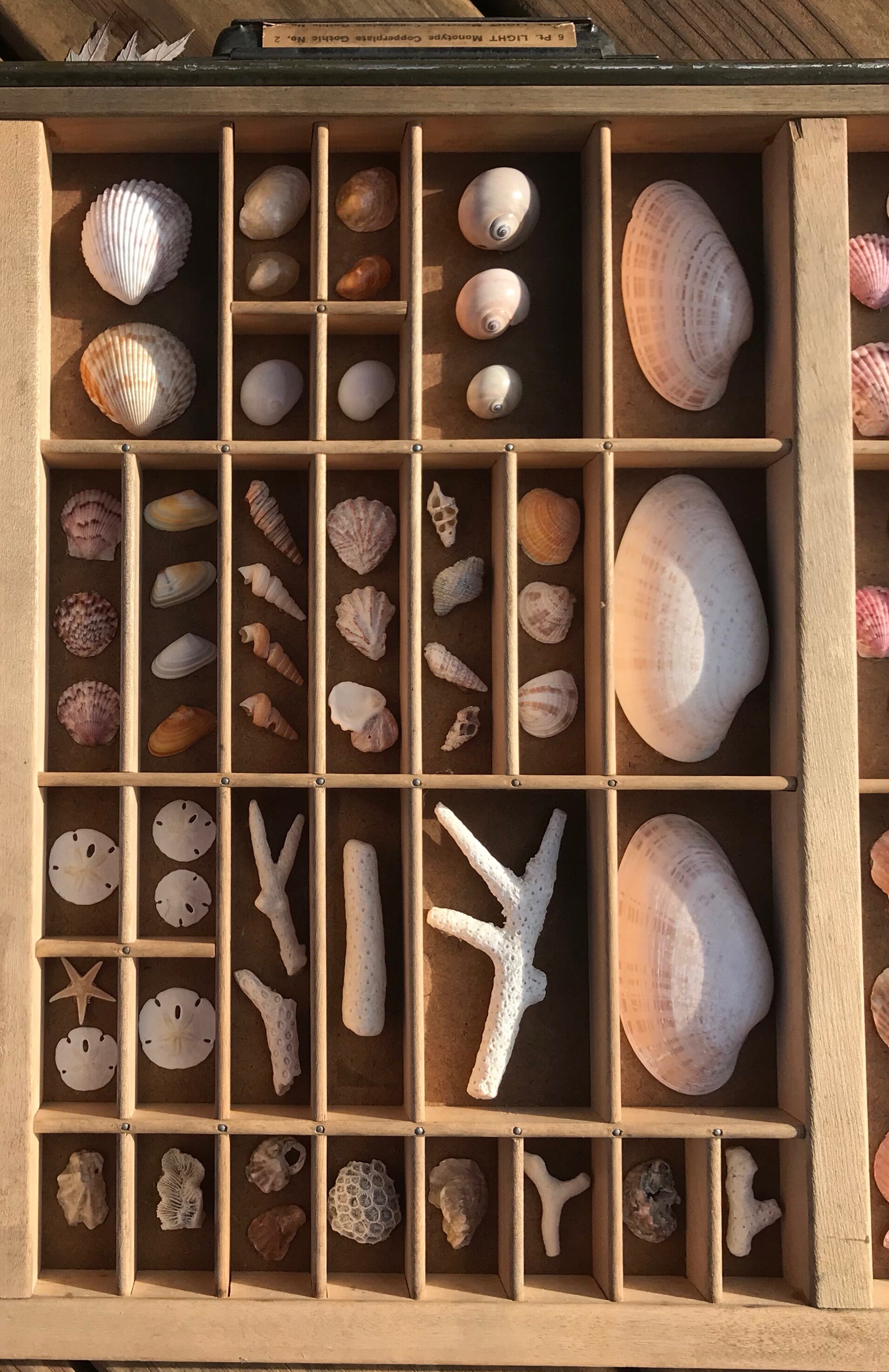Vintage Printer Tray Shell Collection Large Antique Wood - Etsy