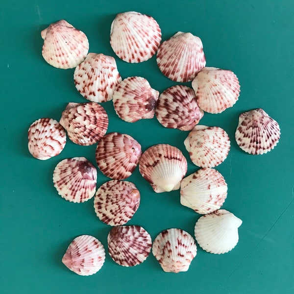 Calico Scallop Shell - Etsy