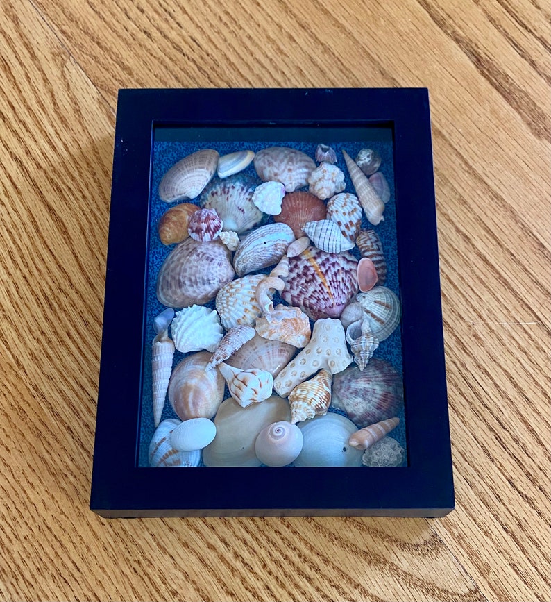 Sea Shell Shadow Box Wall Art - Etsy