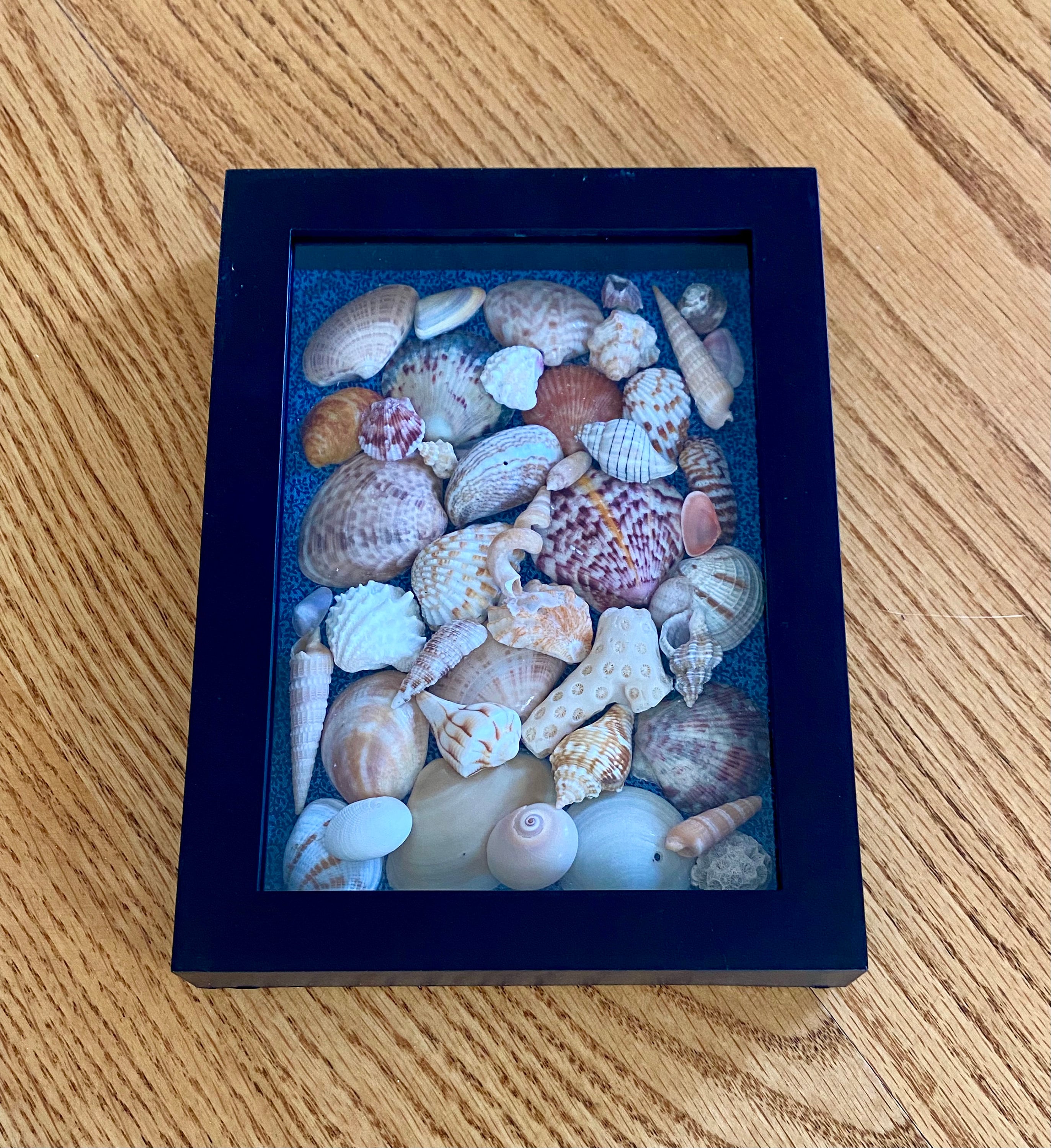 Sea Shell Shadow Box Wall Art - Etsy