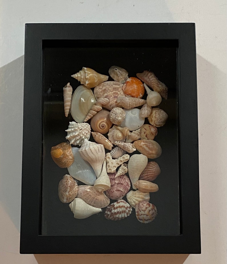 Sea Shell Shadow Box Wall Art - Etsy