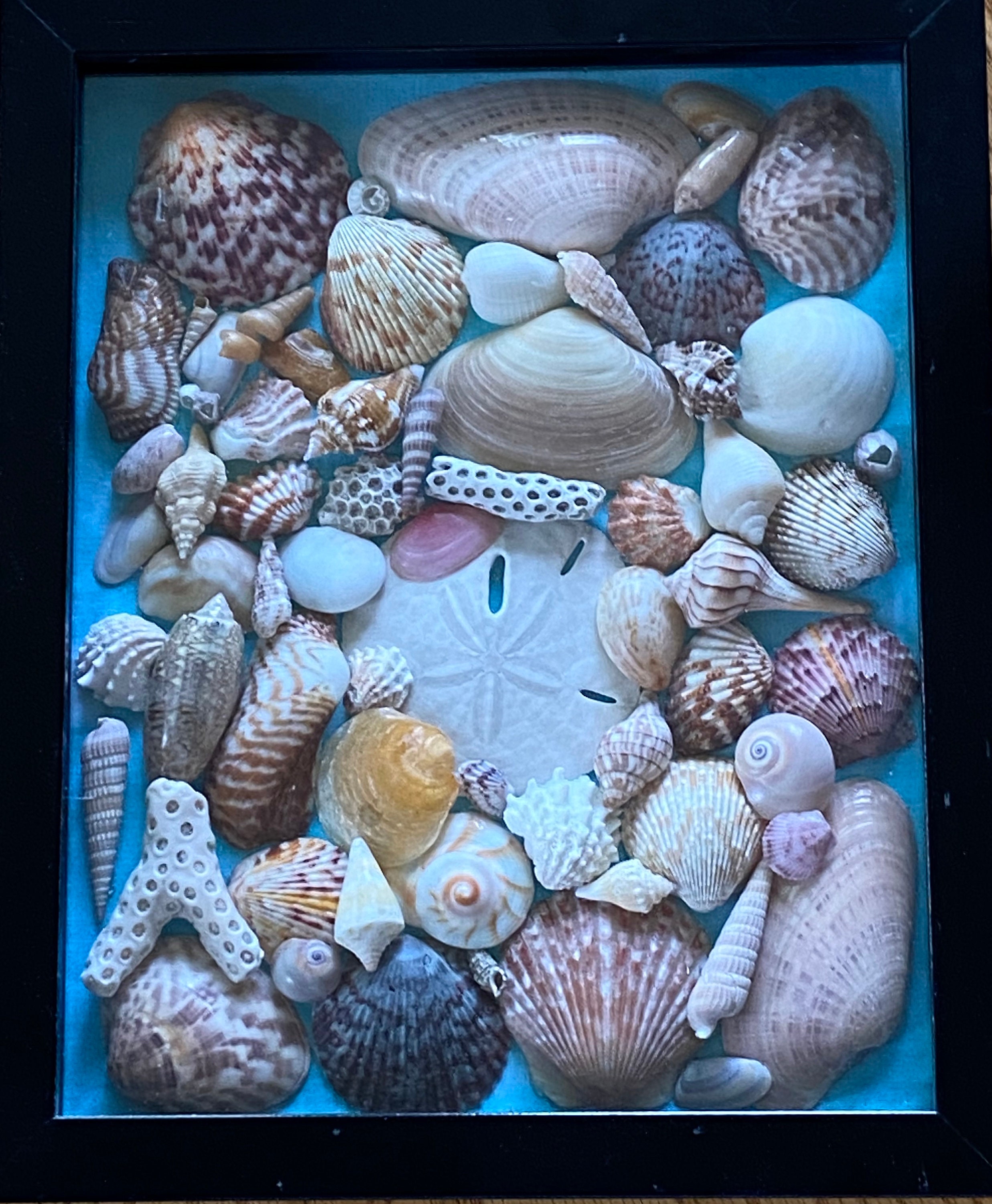 Sea Shell Shadow Box Wall Art - Etsy