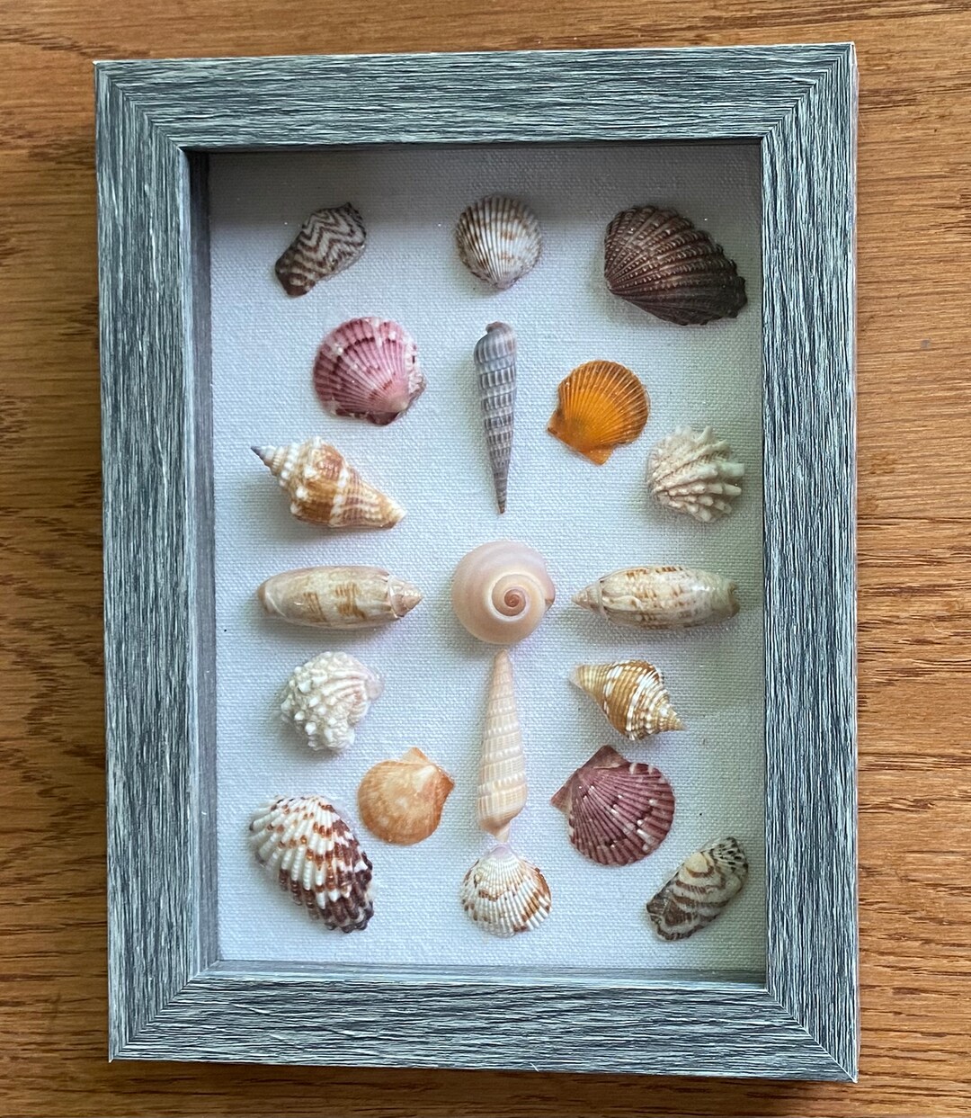 Sea Shell Shadow Box Wall Art - Etsy