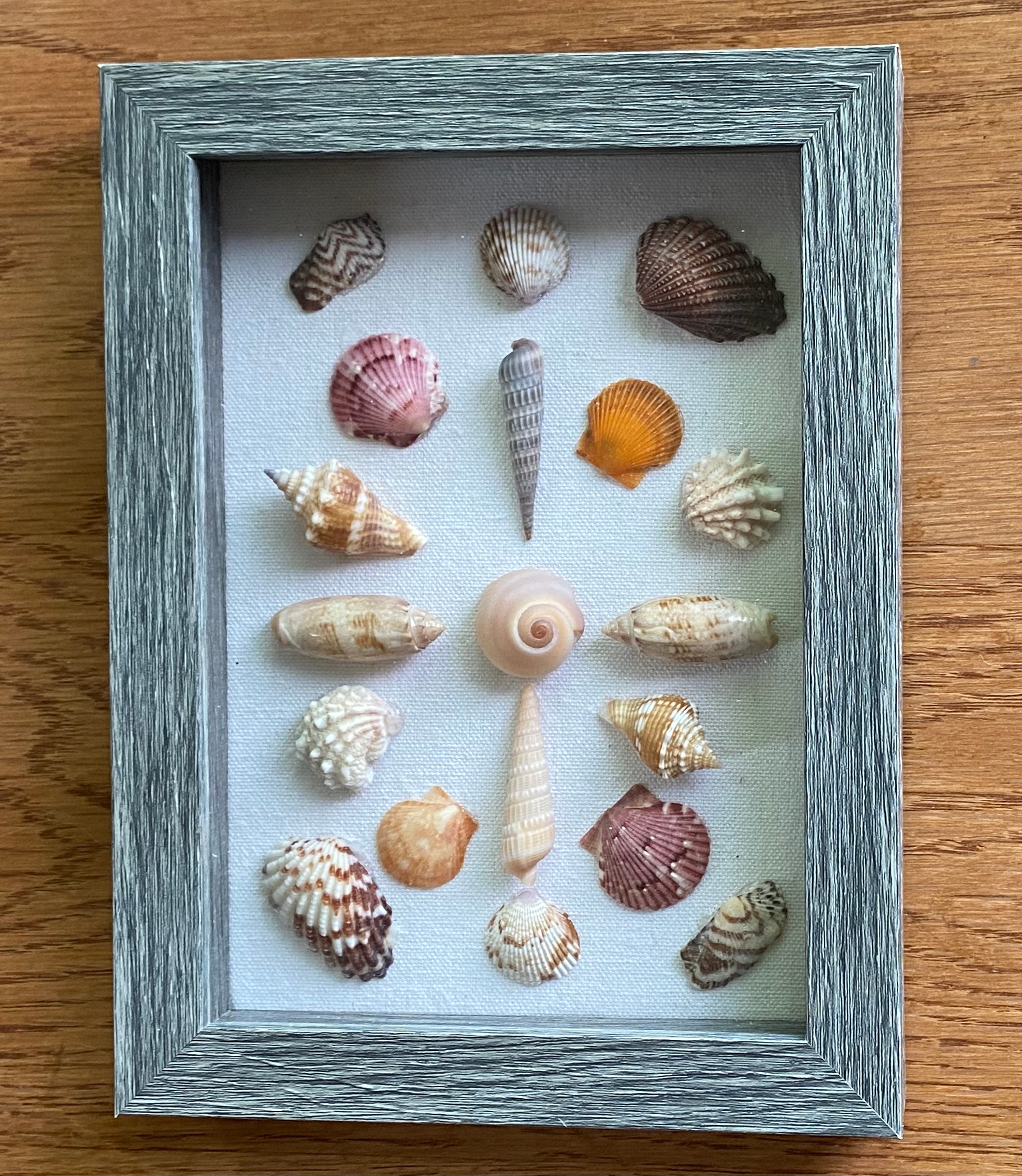 Sea Shell Shadow Box Wall Art - Etsy