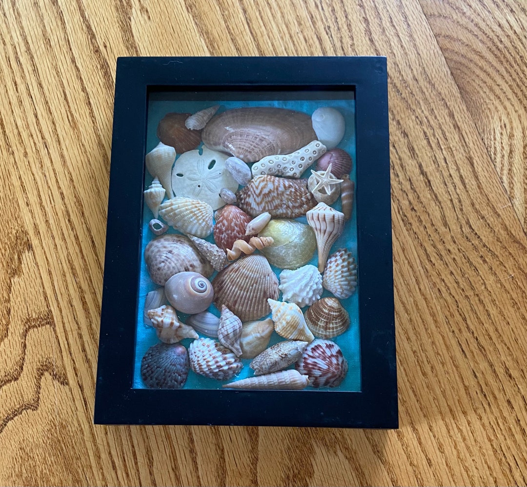 Sea Shell Shadow Box Wall Art - Etsy