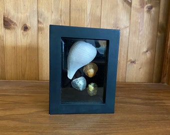 Seashell Wall Art in a Shadow Box. Framed Shell and Shark Teeth Art ...