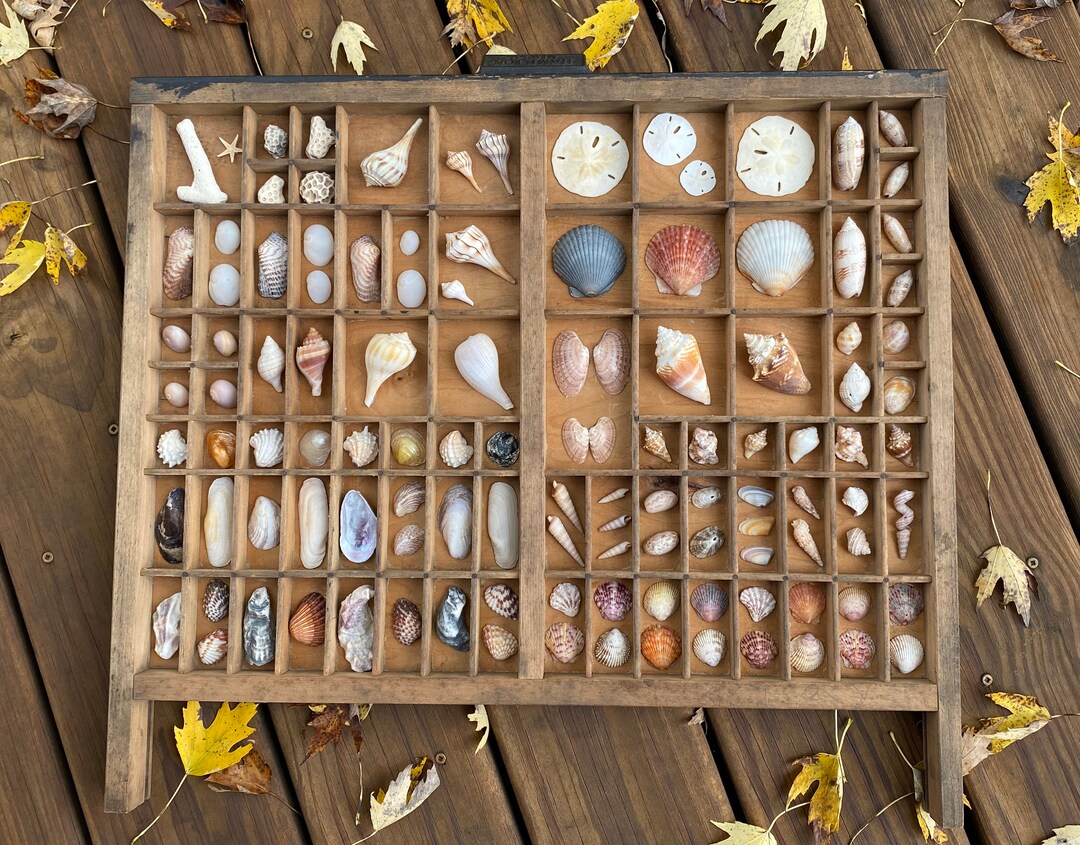 Vintage Printer Tray Shell Collection, Large Antique Wood Drawer ...