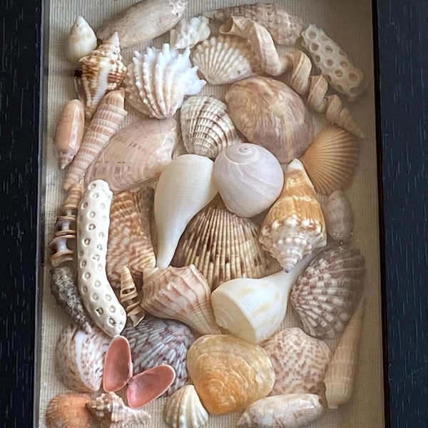 Shell Shadow Box - Etsy