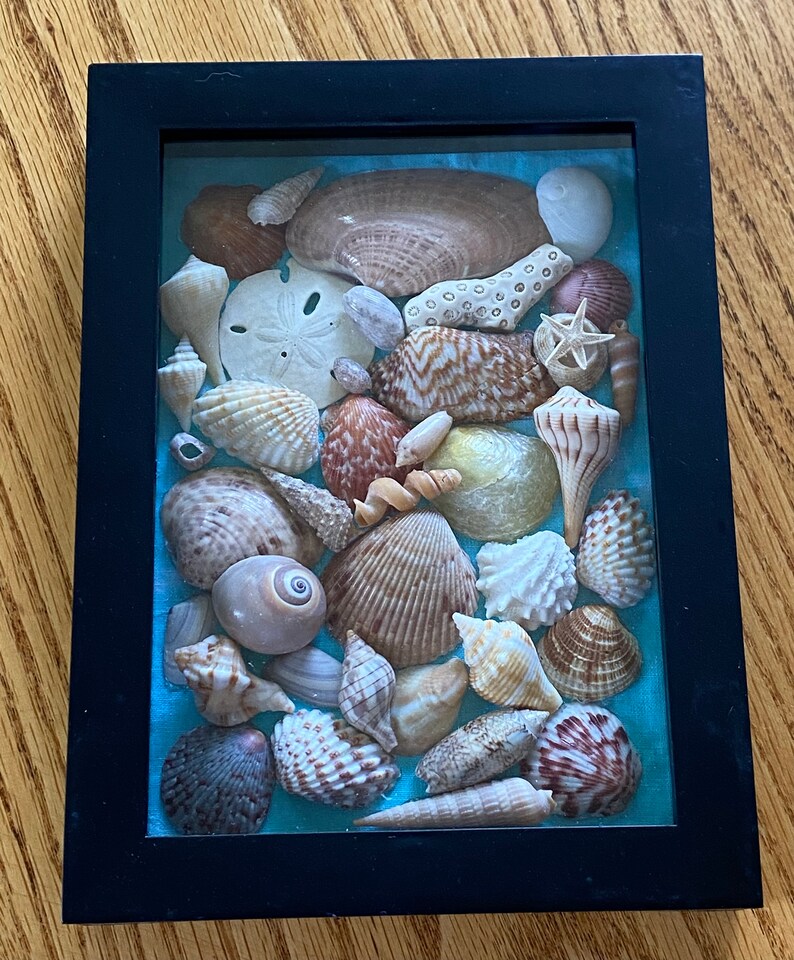 Sea Shell Shadow Box Wall Art - Etsy