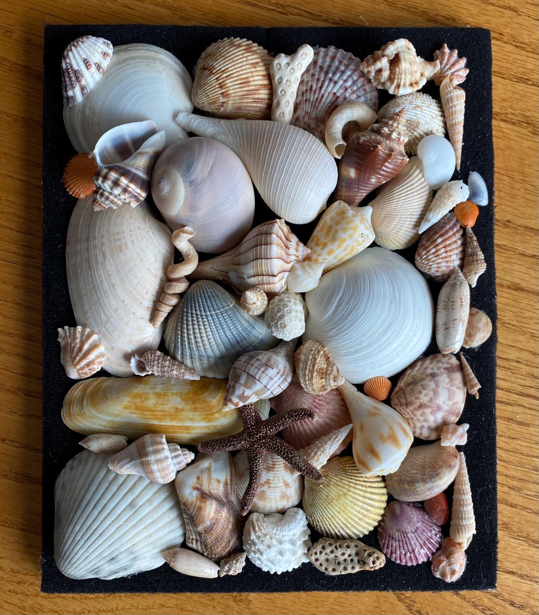 2025 Large Sea Shell Shadow Box Wall Art - Etsy