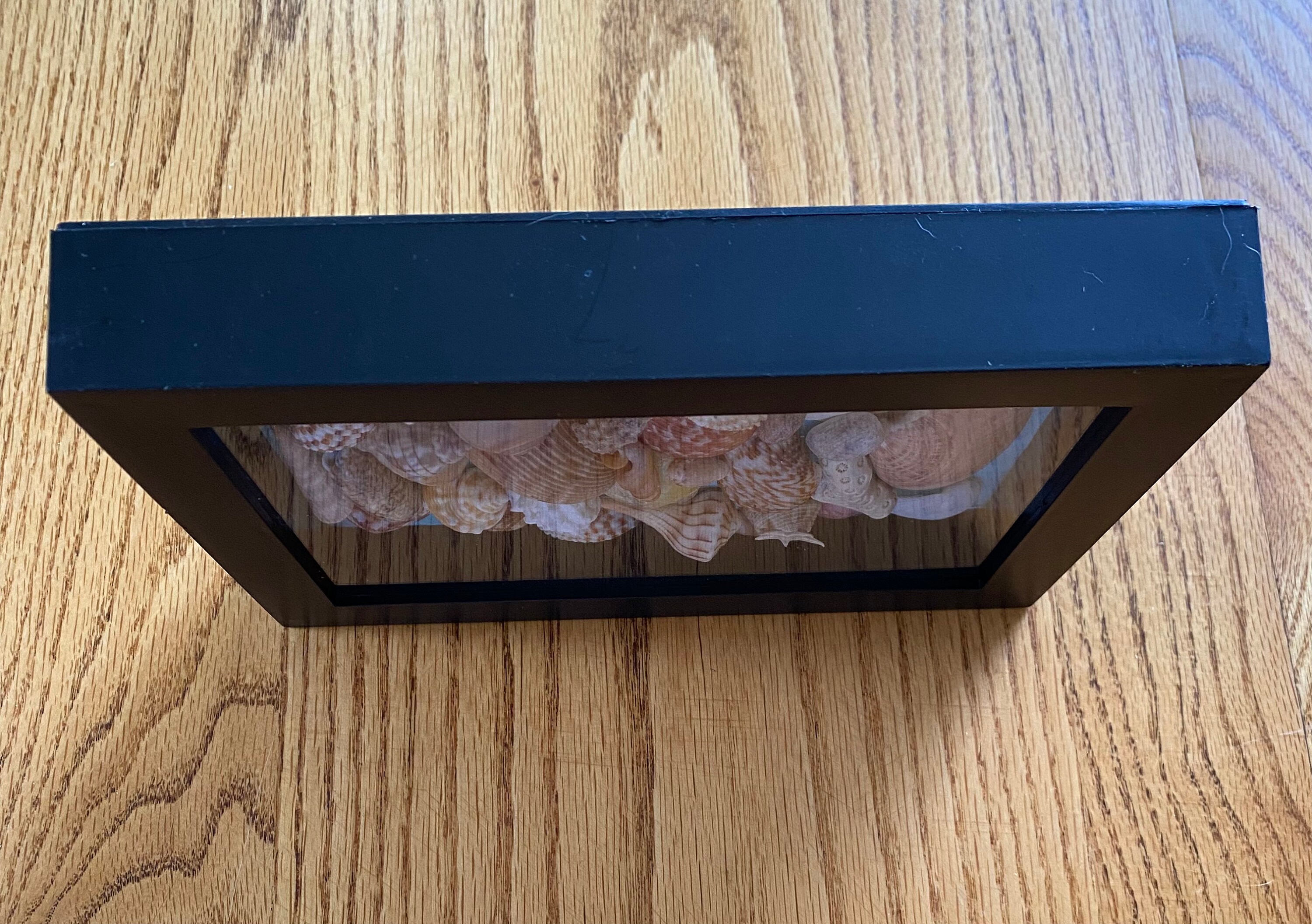 Sea Shell Shadow Box Wall Art - Etsy