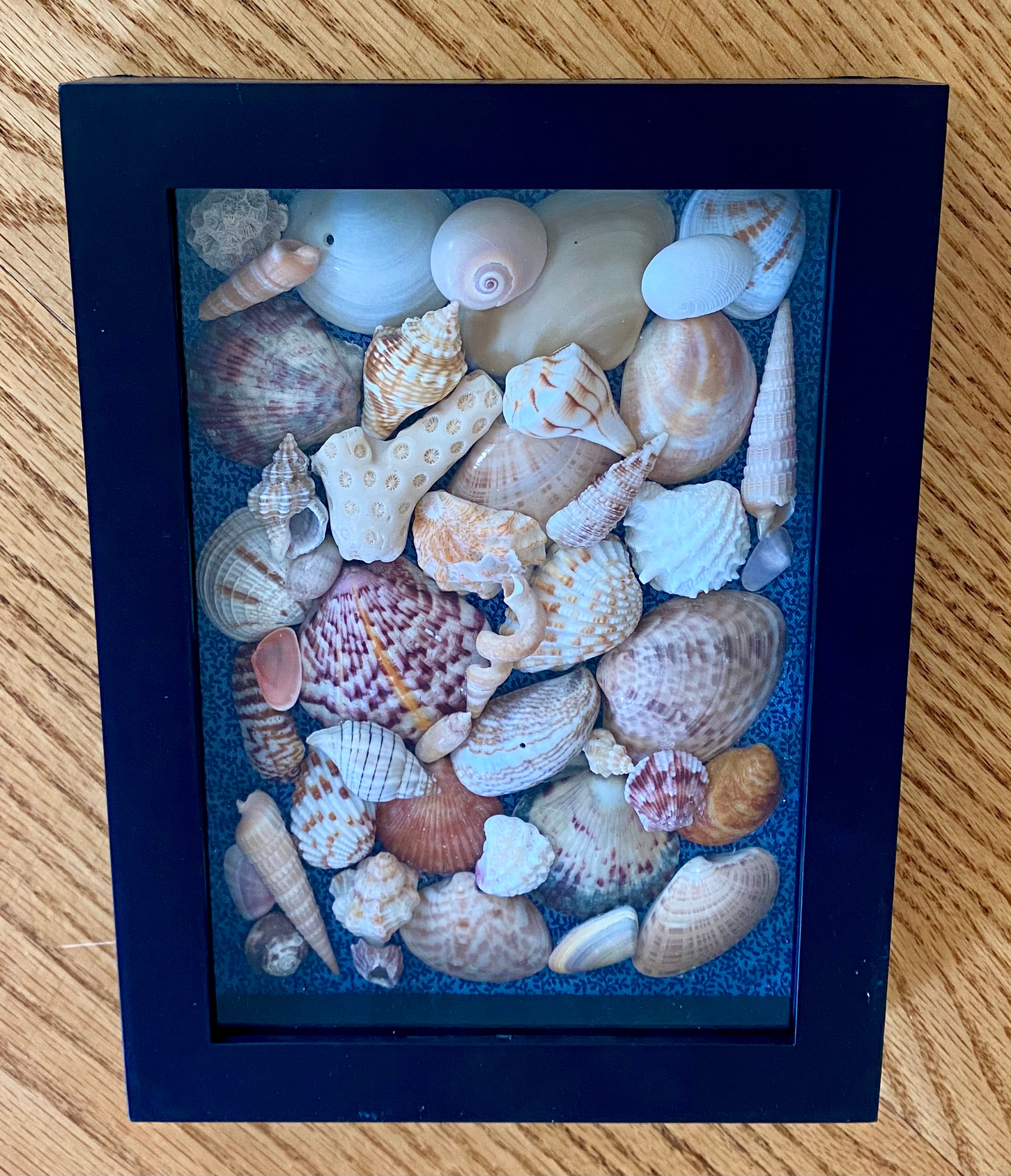 Sea Shell Shadow Box Wall Art - Etsy