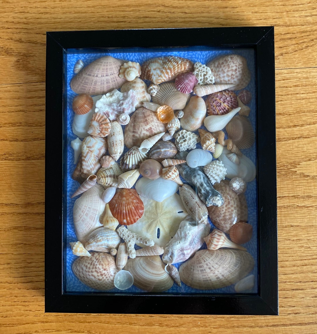 2023 Sea Shell Shadow Box Wall Art - Etsy