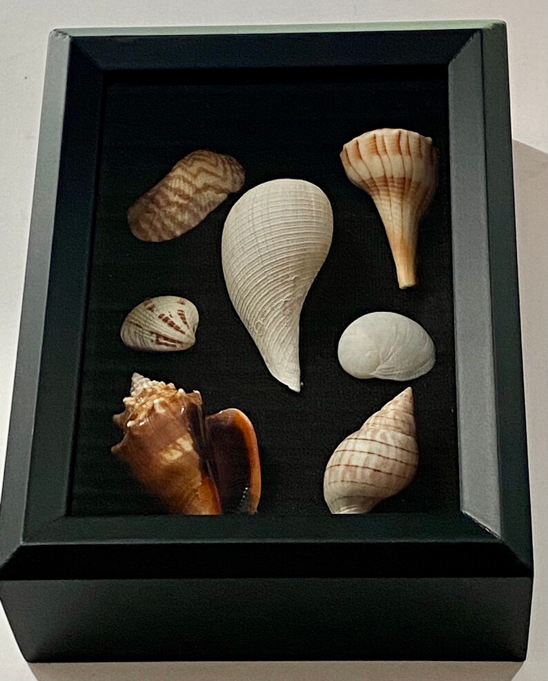Sea Shell Shadow Box Wall Art - Etsy