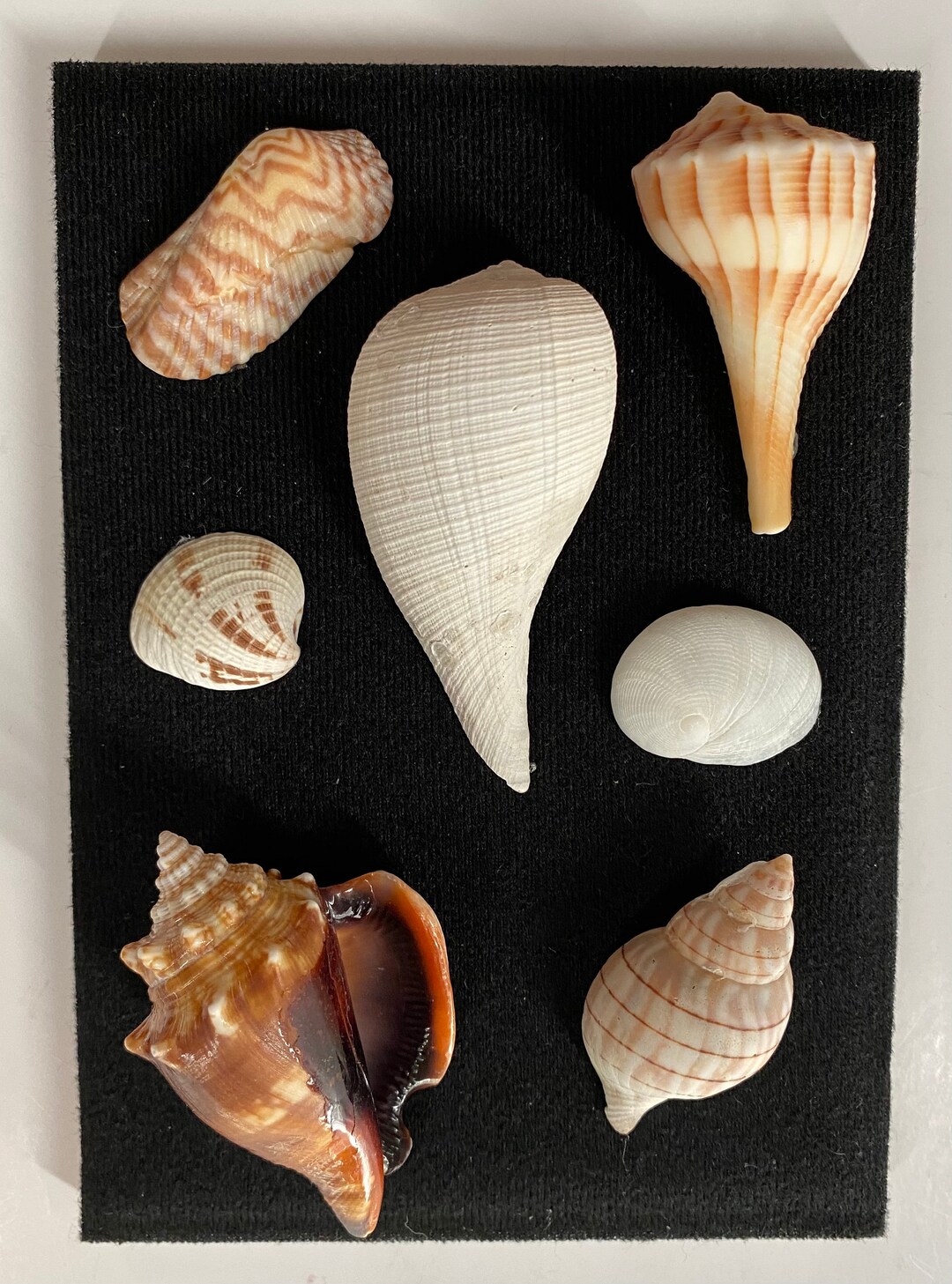 Sea Shell Shadow Box Wall Art - Etsy