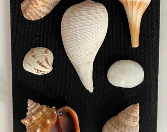Shell Shadow Box - Wall Art - Etsy