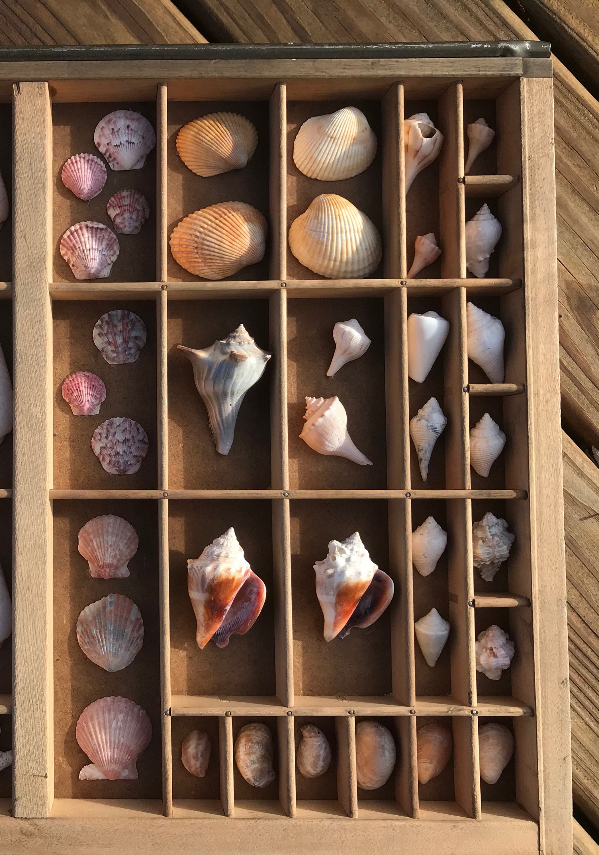 Vintage Printer Tray Shell Collection Large Antique Wood - Etsy