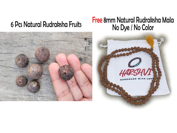 Rudraksha Original