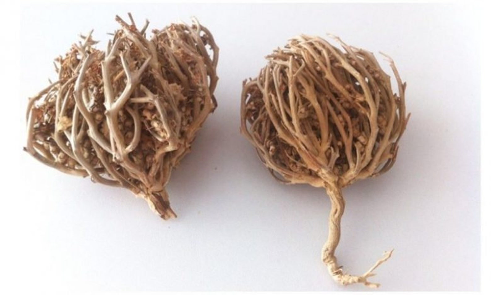 كف مريم Flowers of Maryam kaf maryam Anastatica hierochuntica | Etsy