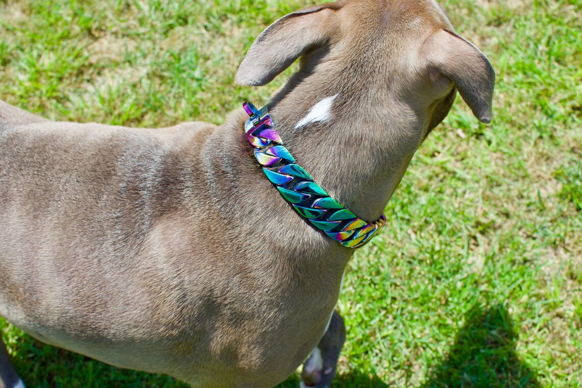 Cuban Link Dog Chain - Etsy