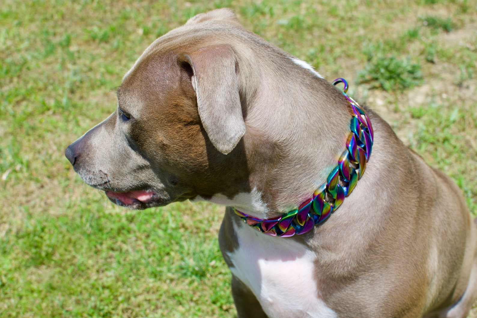 Cuban Link Dog Chain - Etsy