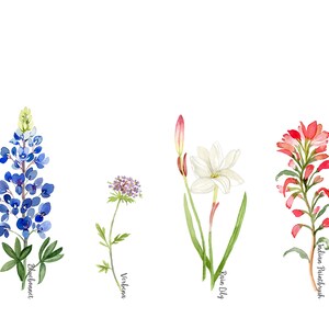 Texas Wildflowers Artwork, Spring Wildflower Print, Bluebonnet Wall ...