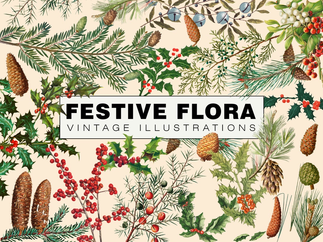 Festive Flora, Illustrations Bundle - PNG, Transparent Background ...