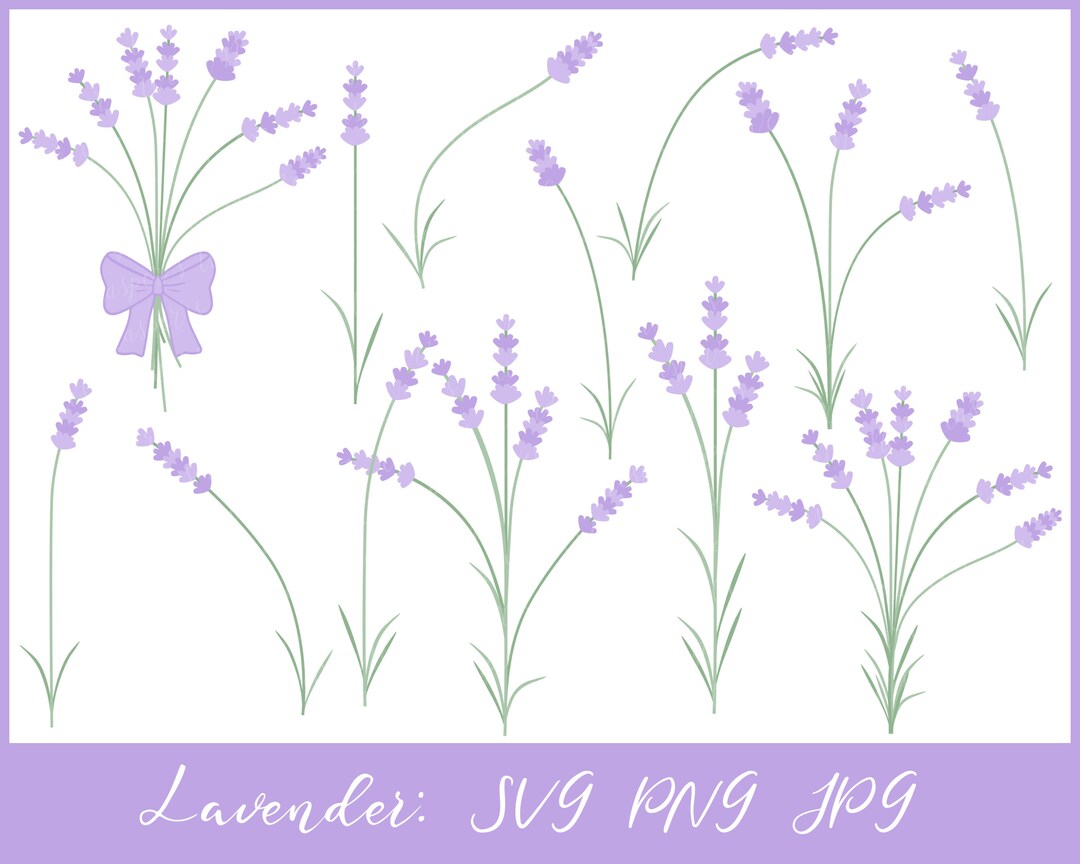 Lavender Flower Bundle - SVG PNG JPG - Transparent Background ...