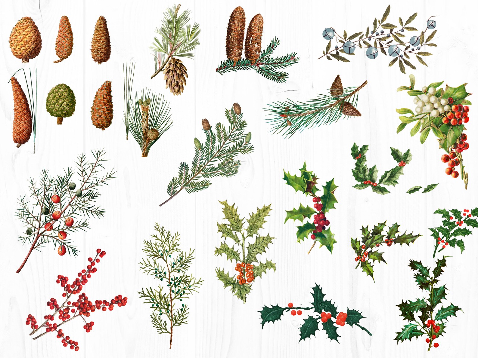 Festive Flora Illustrations Bundle PNG Transparent - Etsy