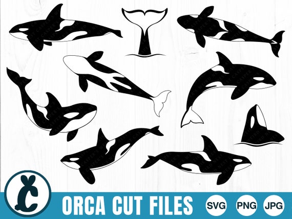 Orca Cut Files SVG PNG JPG Commercial Use Digital Cut - Etsy
