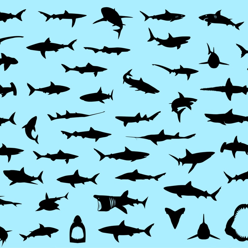 Shark Art Anime - Etsy