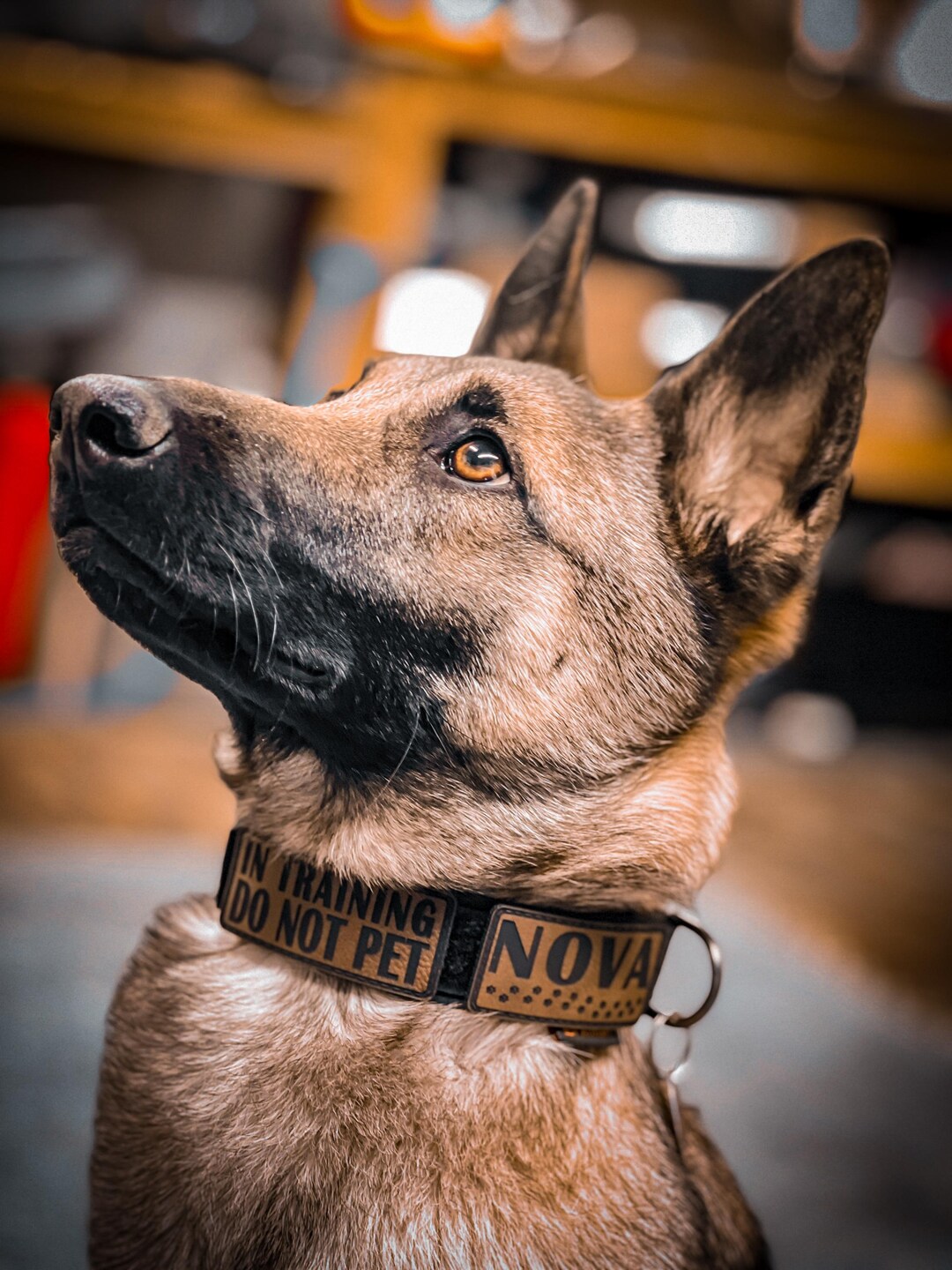 Custom Dog Collar Name Patch – Personalized ID Tag for Tactical & Service Dog Collars - Dog ...