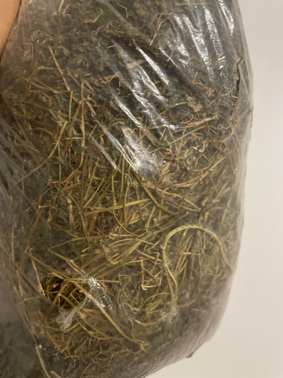 Jamaican Cerasee Vine 1oz - Etsy