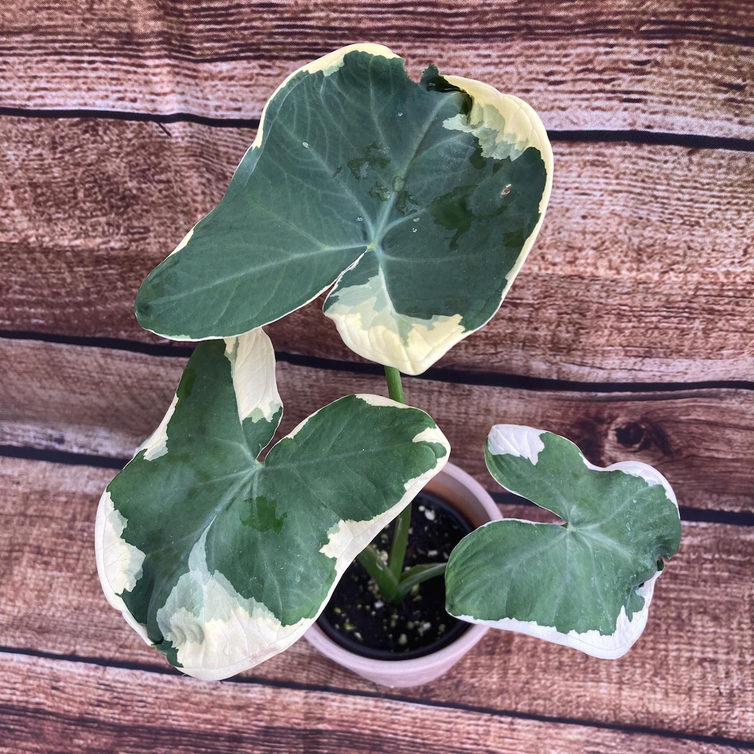 Alocasia Mickey Mouse Xanthosoma Variegata, Variegated Stingray, House ...