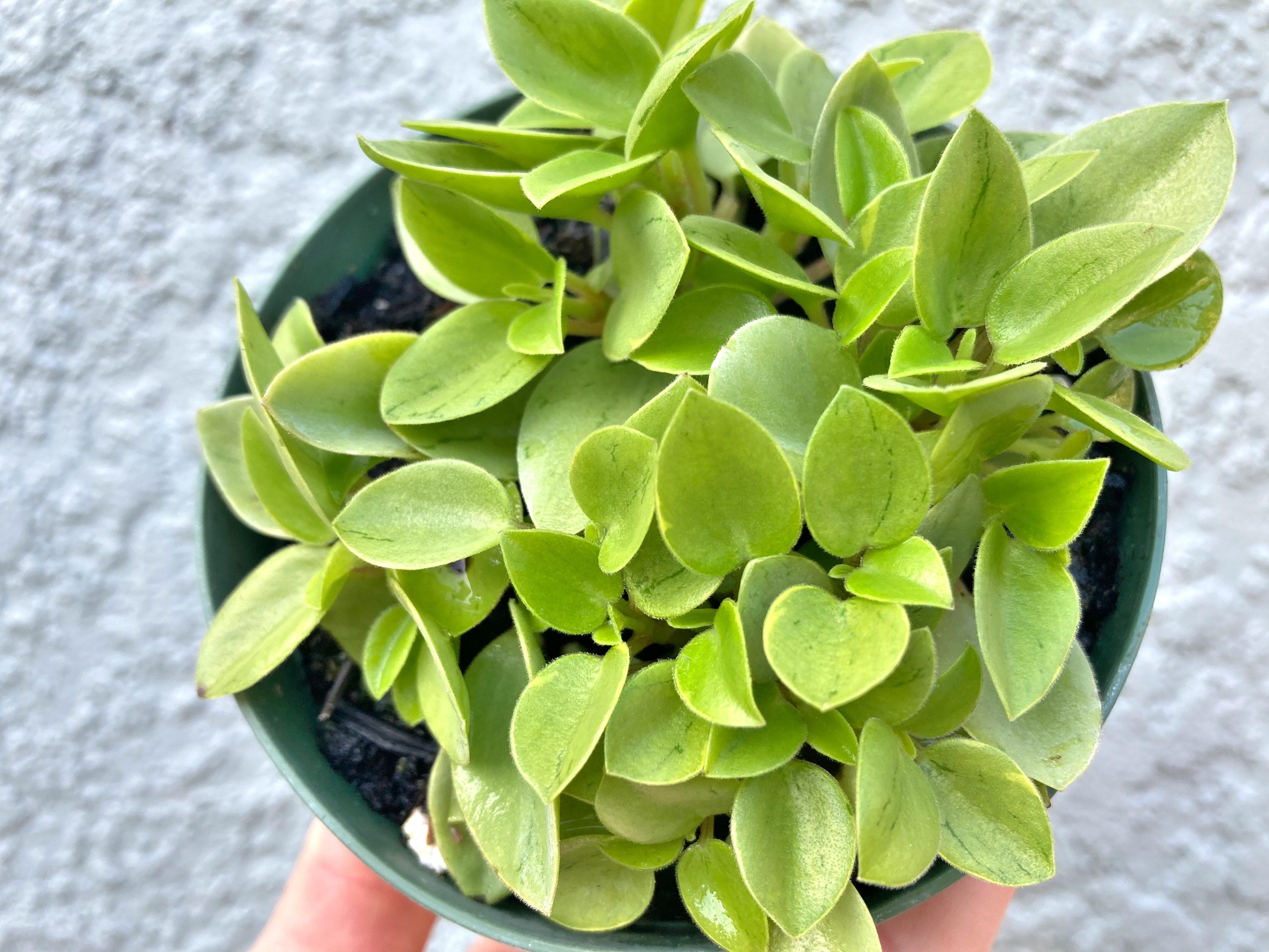Peperomia Orba PIXIE LIME Teardrop Peperomia Lime Baby | Etsy
