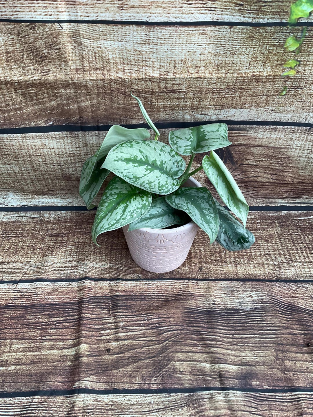 Silver Pothos Plant, Scindapsus Pictus Argyraeus, Exotic Silver Satin ...
