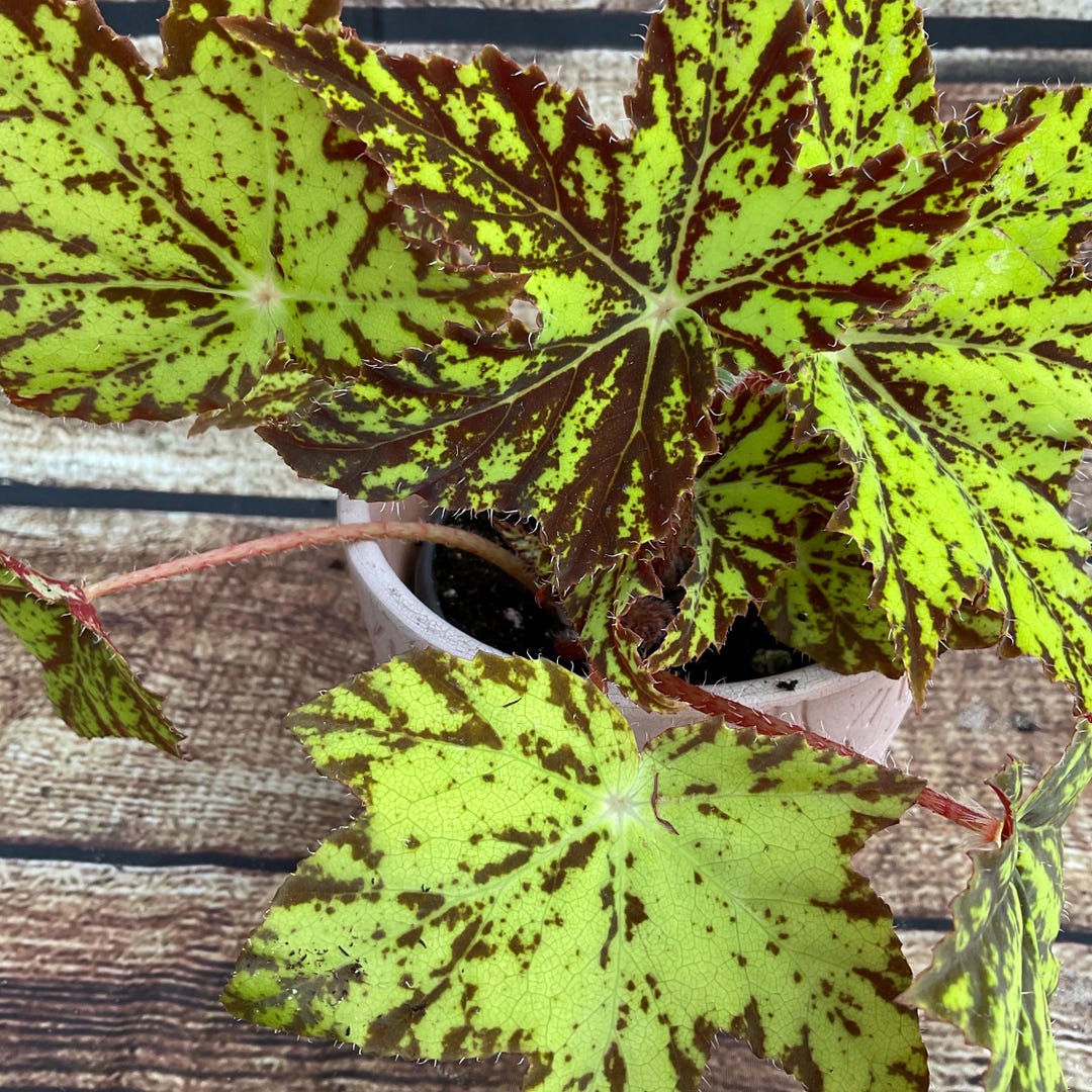 Begonia Geometry Rare Unique Indoor Plant With Stunning Leaf Patterns ...