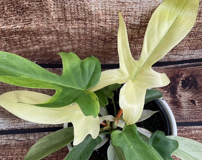 Rare Philodendron Florida Ghost Plant in 4” Pot – Unique Indoor ...