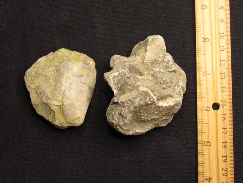 Two Nice Fossils From Kentucky - Etsy