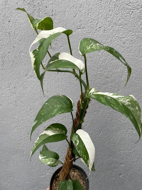 Home & Living Philodendron epipremnum pinnatum variegated Outdoor ...