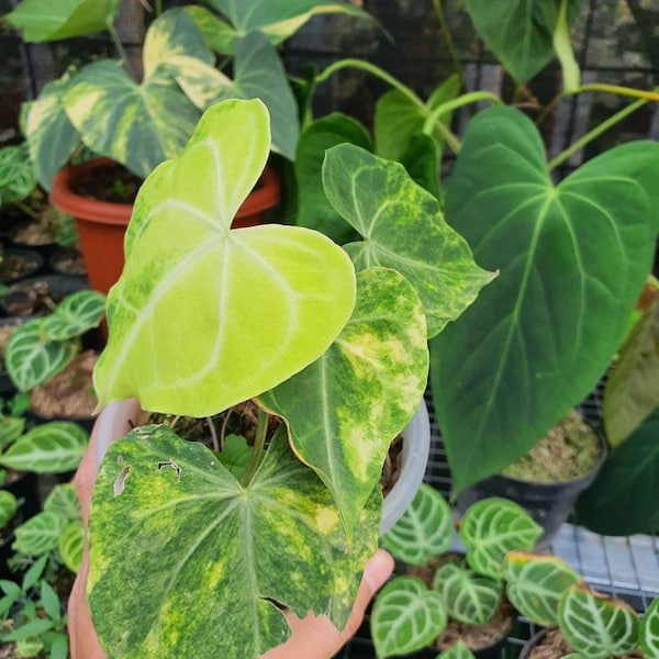 Variegated Anthurium - Etsy