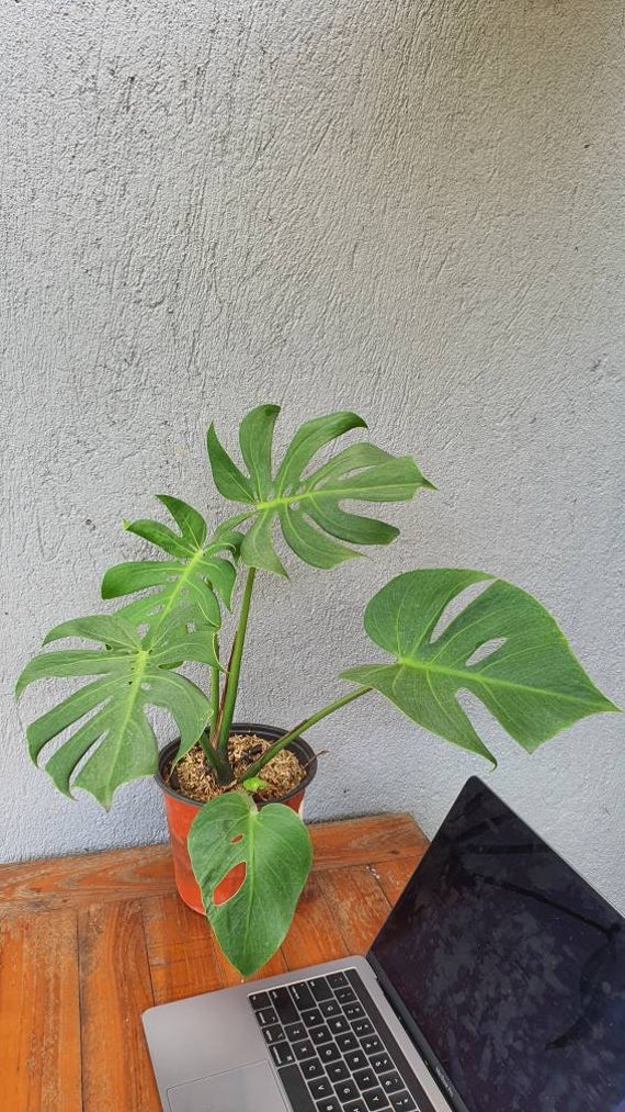 Monstera Dwarf/compacta - Etsy Australia