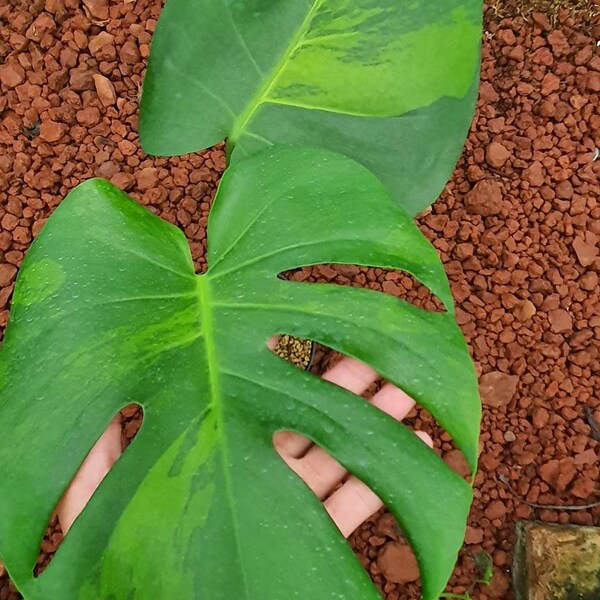 Green Monstera - Etsy