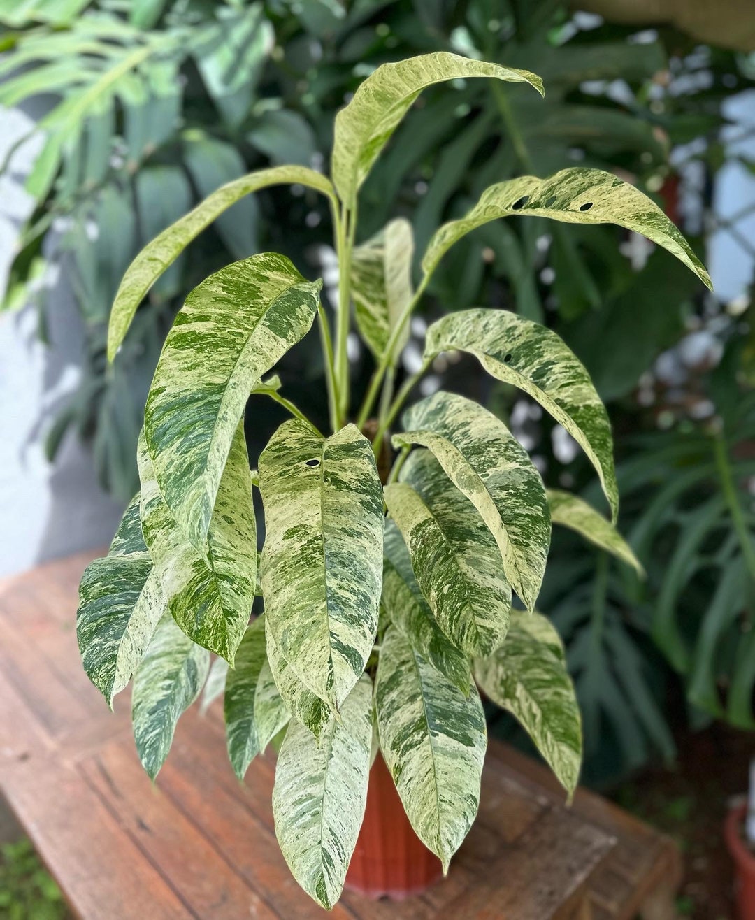 Raphidophora Marble Variegated - Etsy