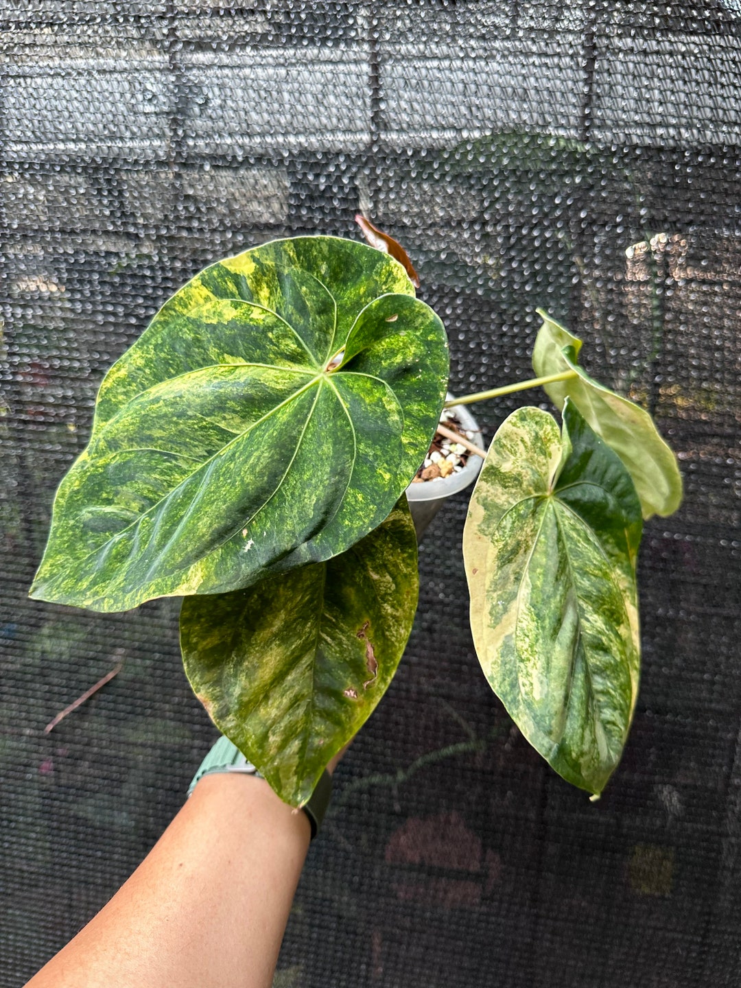 Anthurium Ace of Spades Variegated - Etsy
