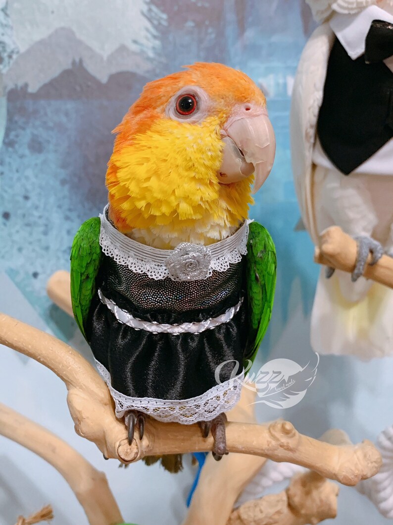 Handmade Parrot Party Evening Suit Dress Parrot Clothes Bird | Etsy
