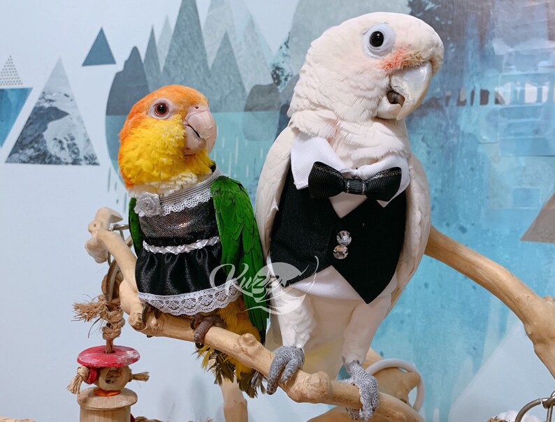 Handmade Parrot Party Evening Suit Dress Parrot Clothes Bird | Etsy