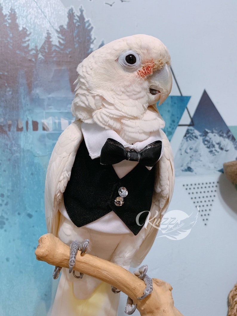 Handmade Parrot Party Evening Suit Dress Parrot Clothes Bird | Etsy