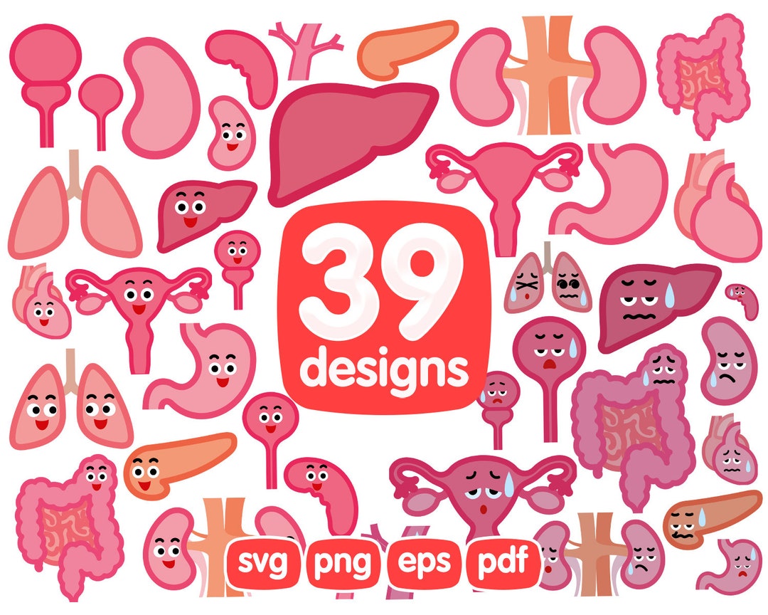 39 Human Organs Clipart Bundle, Human Body Clipart, Human Anatomy ...
