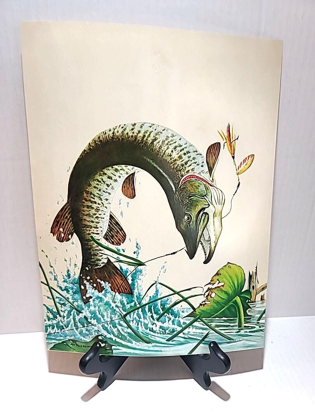 Vintage Print Muskie 8x10 Artist Ankudovich NY State Conservation ...